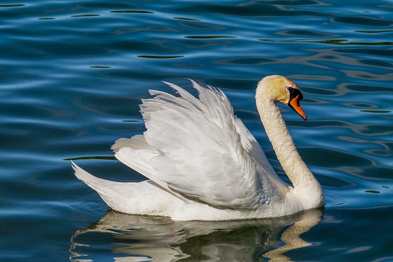 swan-3376622_1280 - Jaimeradio